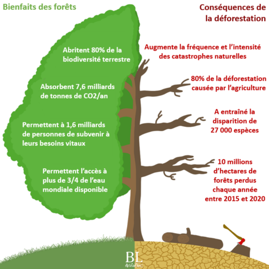 Déforestation importée : une nouvelle réglementation européenne en ...